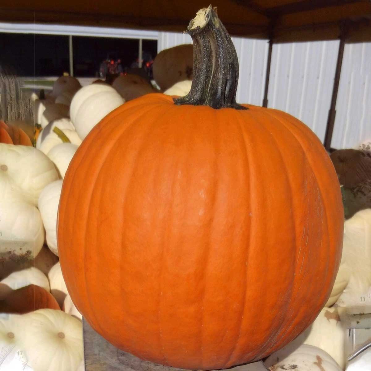 Medium Pumpkin Kent s Cucurbits LLC Medium Pumpkin Kent s Cucurbits LLC
